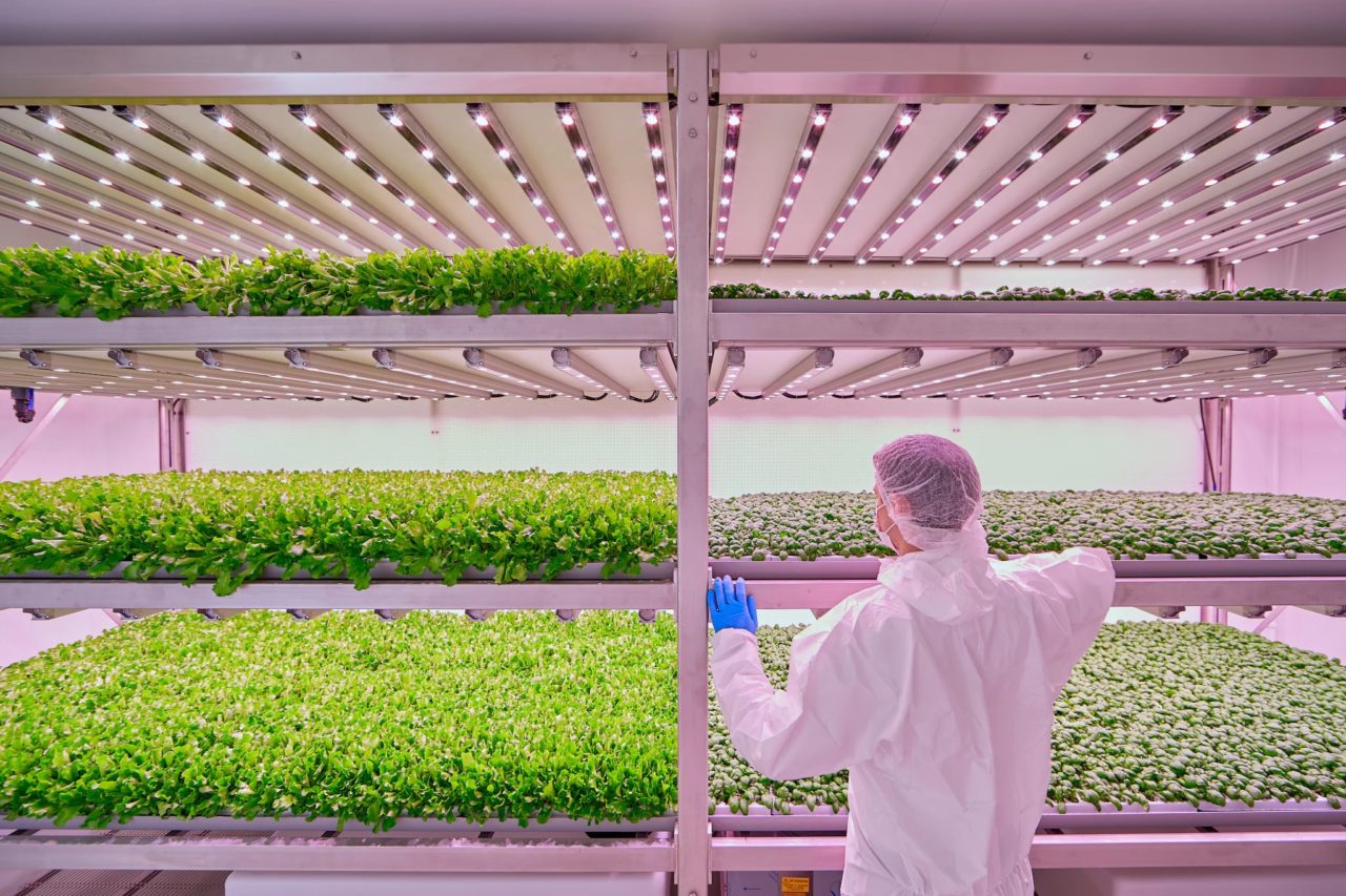 Mobile Grow Rack System for Vertical Farming - Reinfa Product